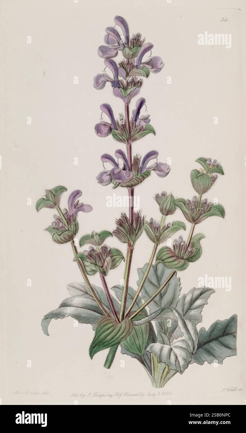 Plant introduction plants ornamental 64 sarah ann drake 2 women hi-res ...