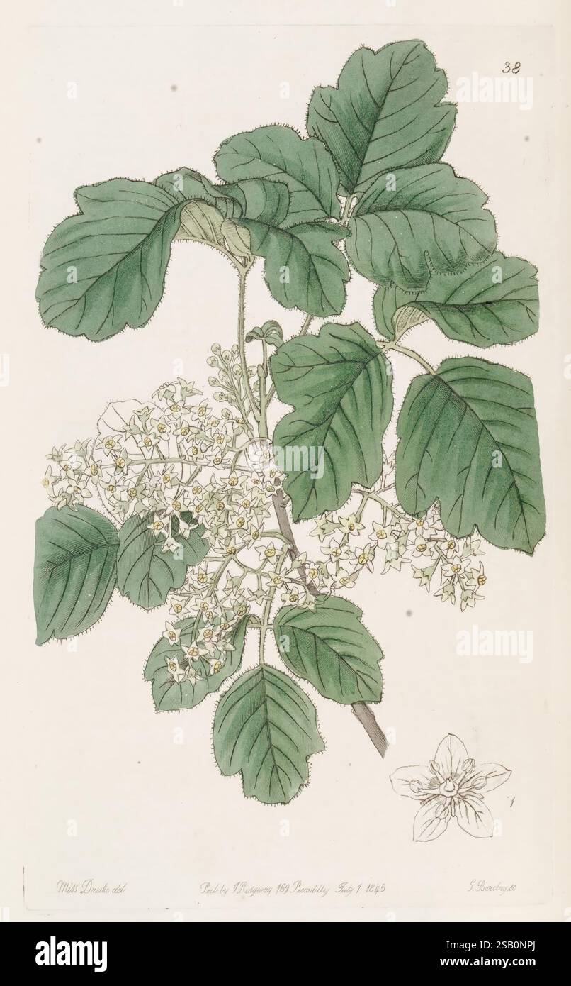Edwards's Botanical Register, London, James Ridgway, 1829-1847, 1829 ...