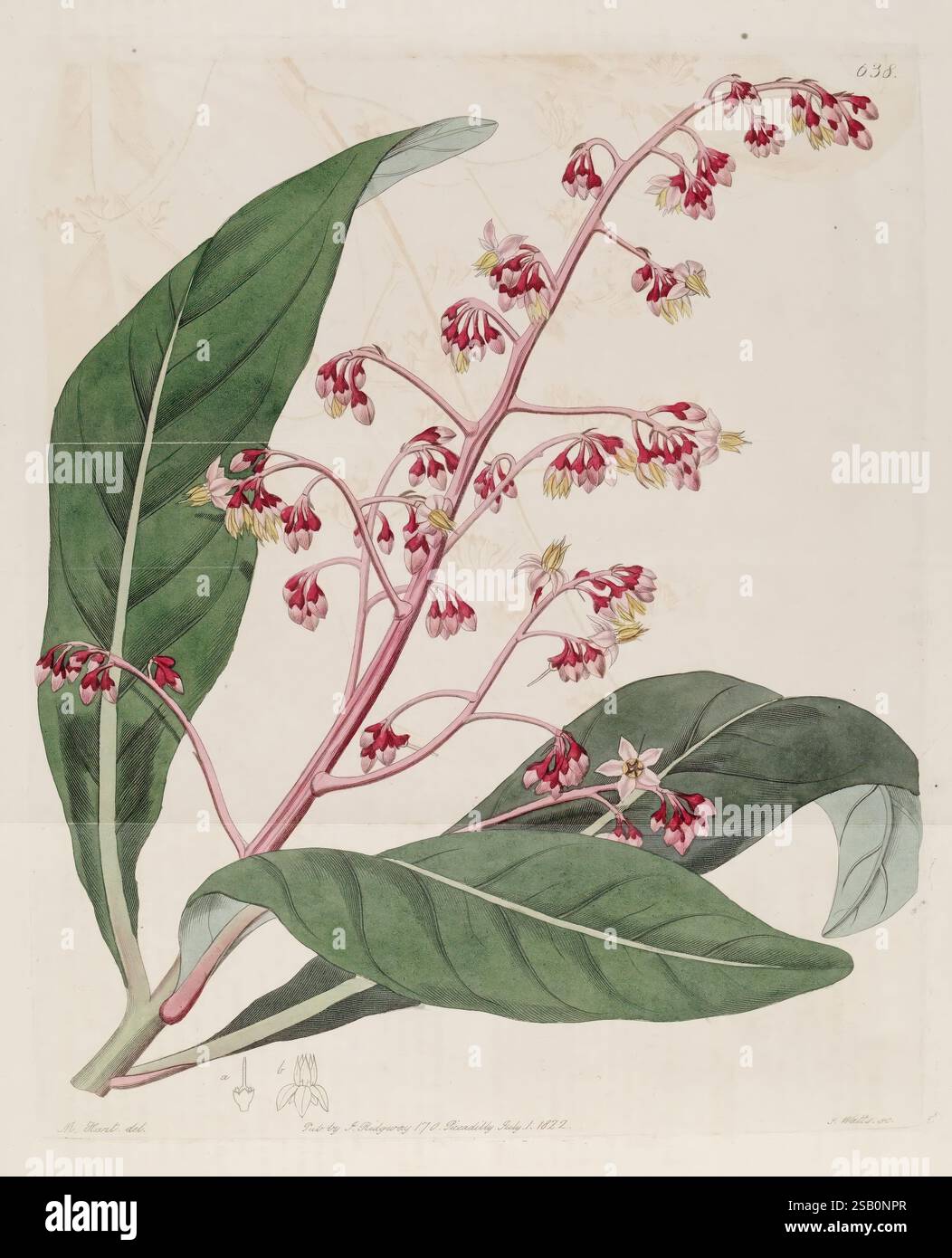 The Botanical Register London Printed for James Ridgway 1815-1828 1815 ...