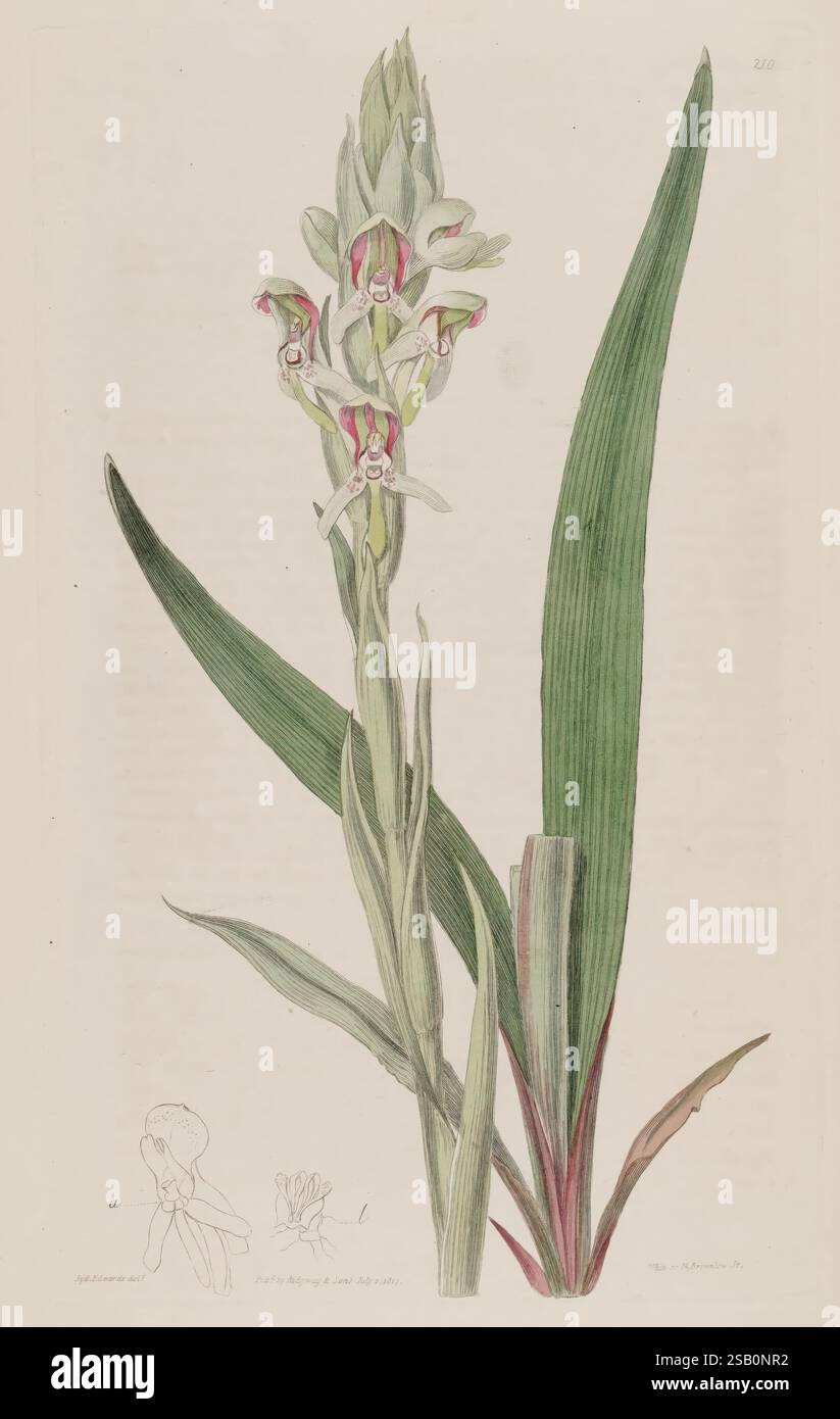 The, Botanical, register, London, Printed, for James, Ridgway, 1815 ...