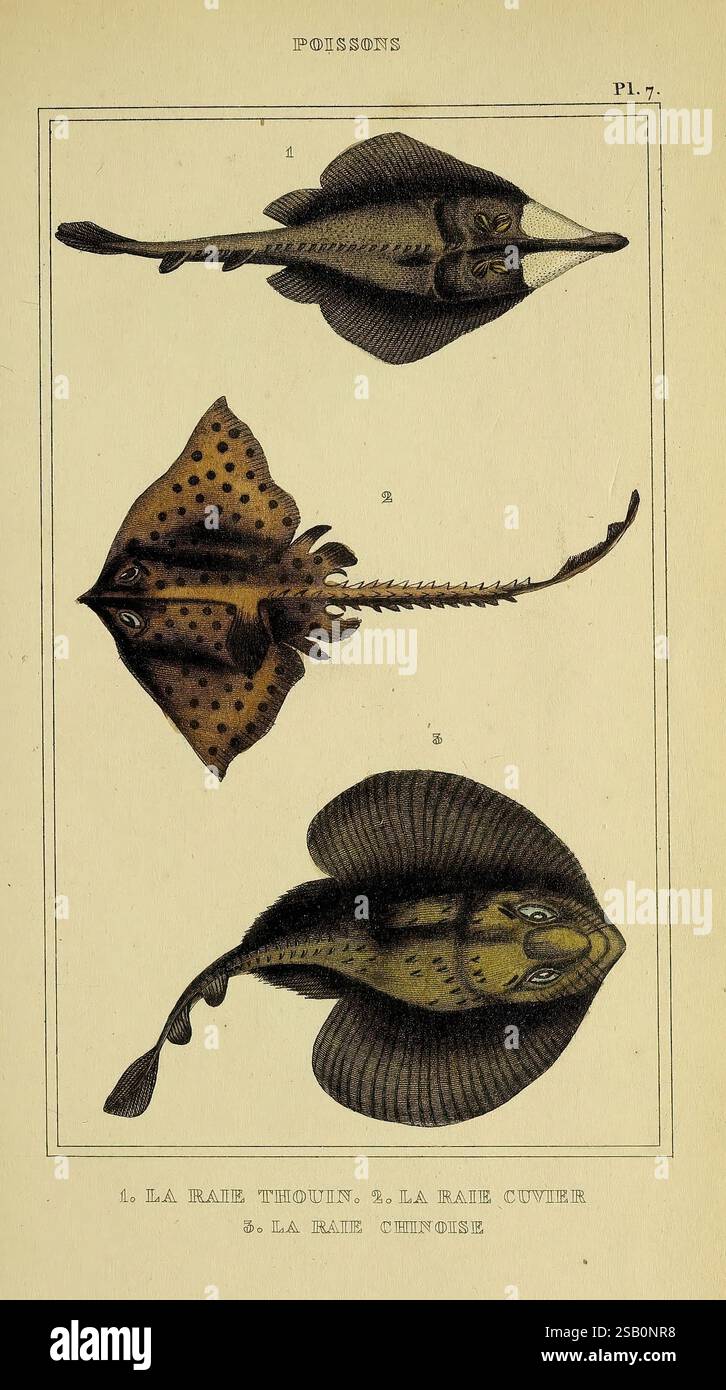 Oeuvres du comte de Lacépède, Paris, P. Duménil, 1836, natural history ...