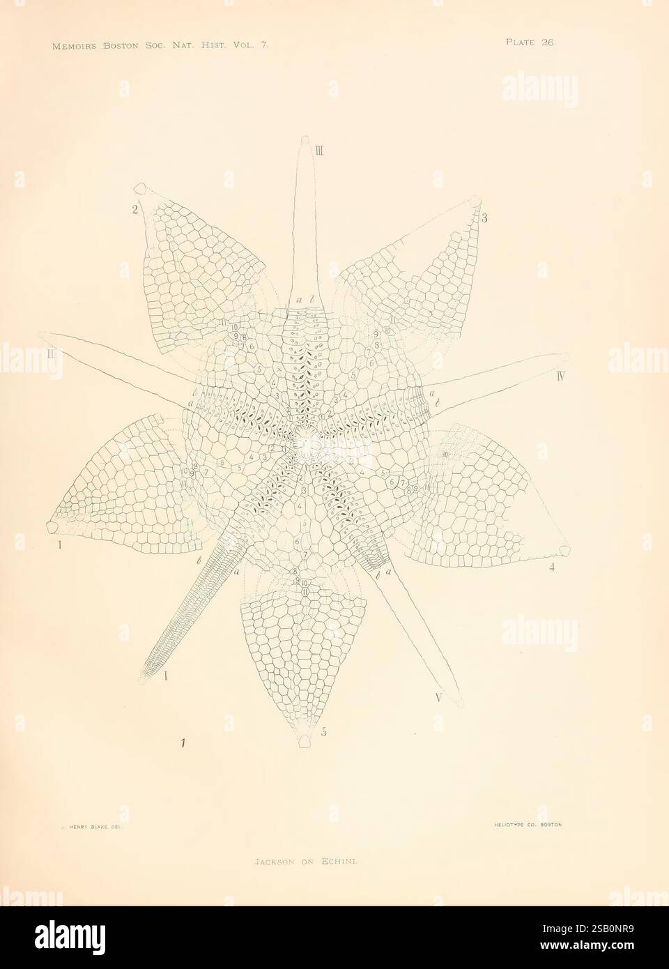 Phylogeny of the Echini, Boston, The Society, 1912, paleontology ...