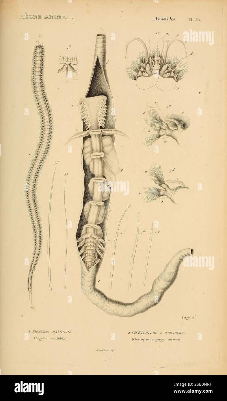 Le règne animal distribué d'après son organisation Paris Fortin Masson ...