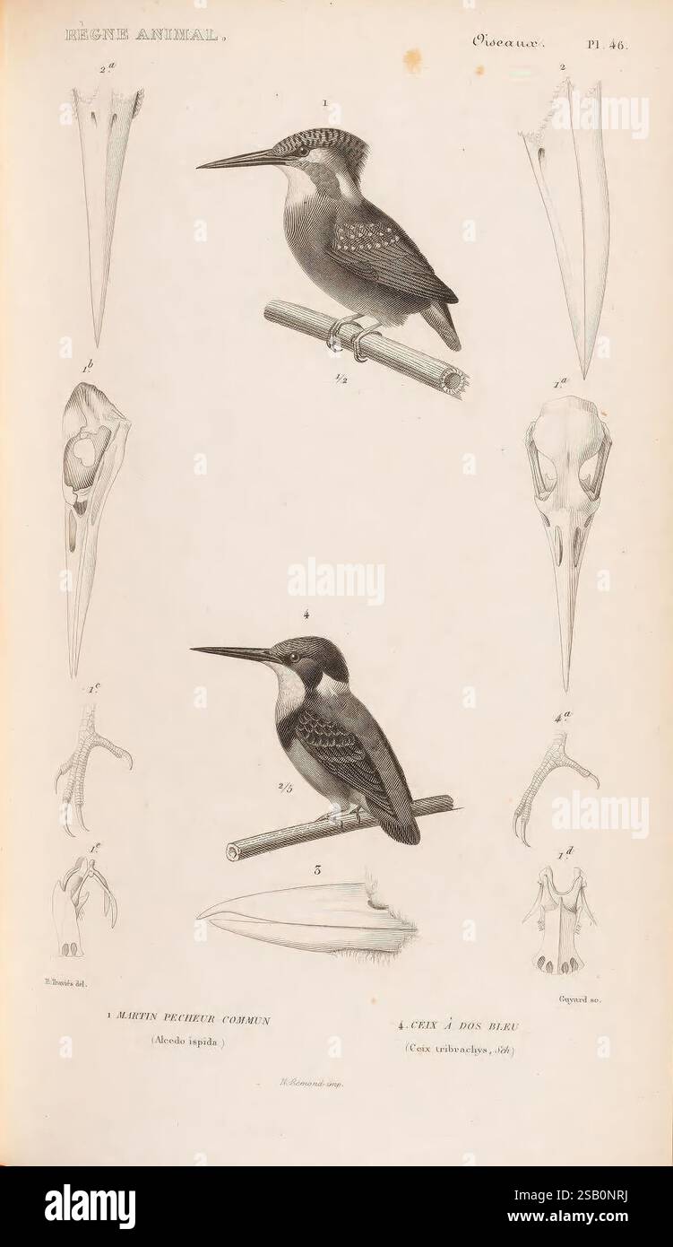Le règne animal distribué d'après son organisation, Paris, 1836-1849 ...