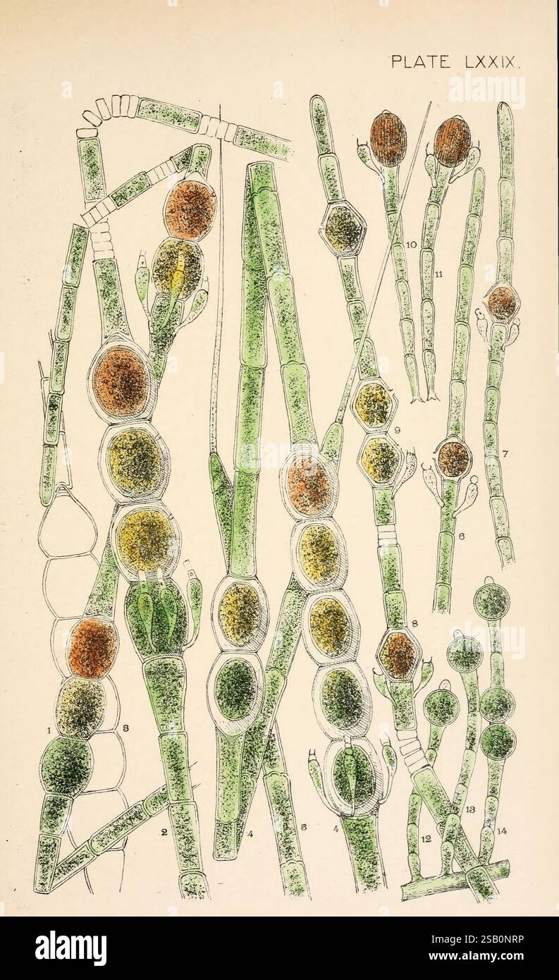 1887 algae hi-res stock photography and images - Alamy