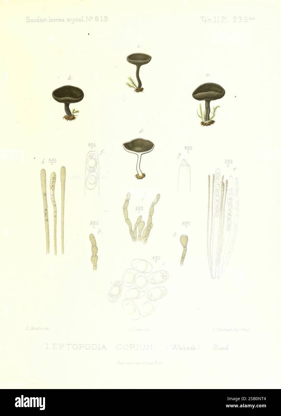Icones mycologicæ, ou Iconographie des champignons de France ...
