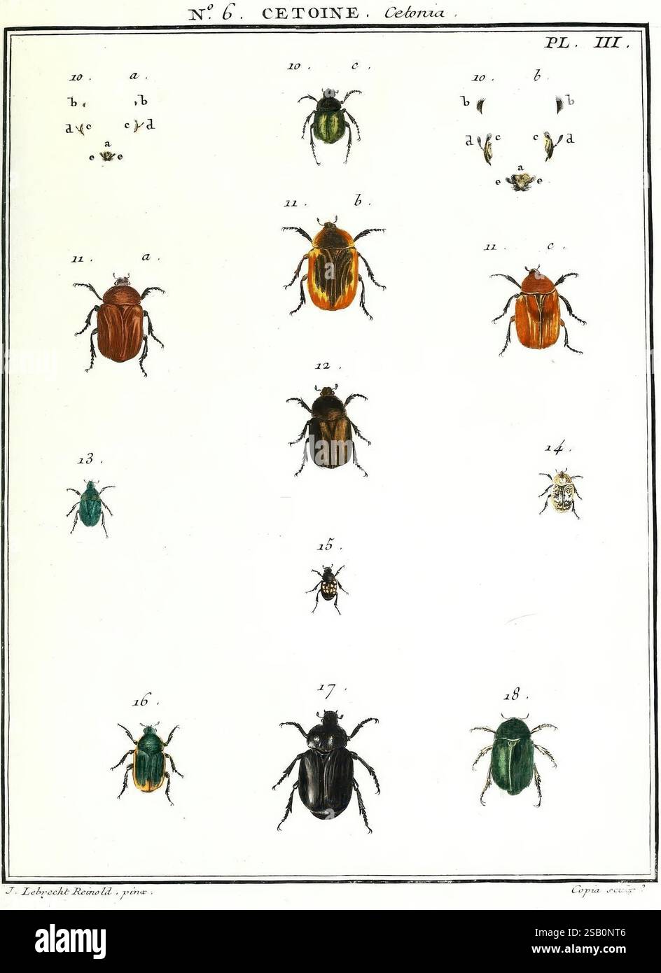 Top section features larger beetles hi-res stock photography and images ...