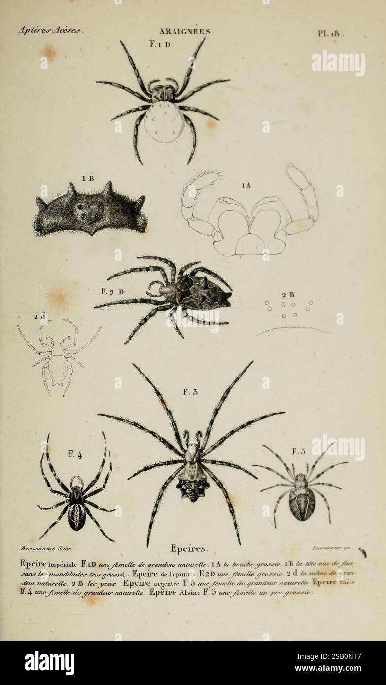 Multiple spider types hi-res stock photography and images - Alamy