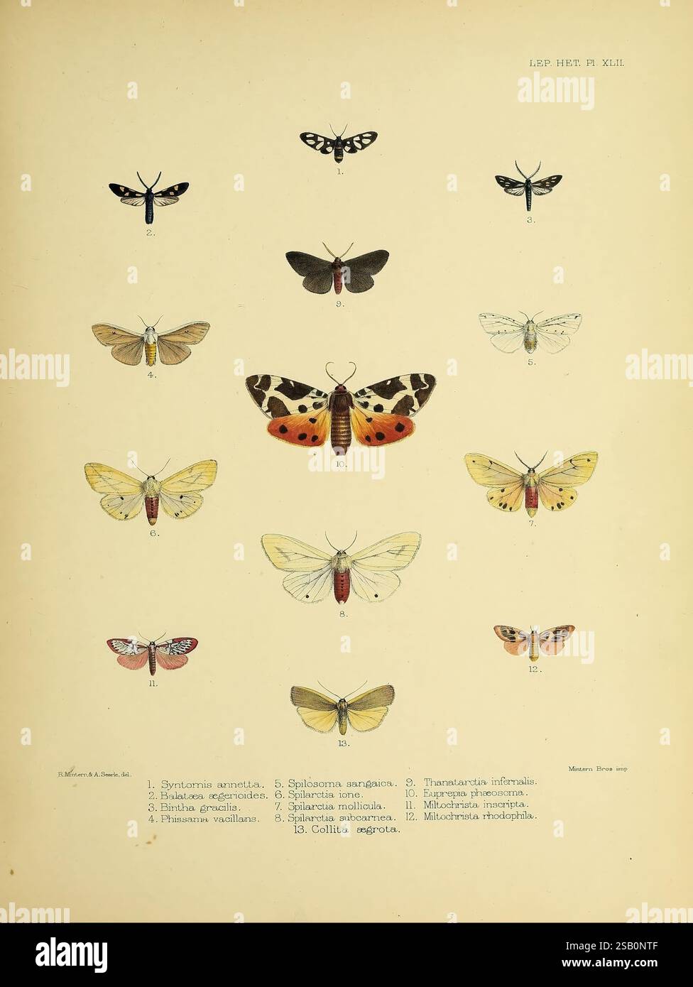 Creamy white moth hi-res stock photography and images - Alamy