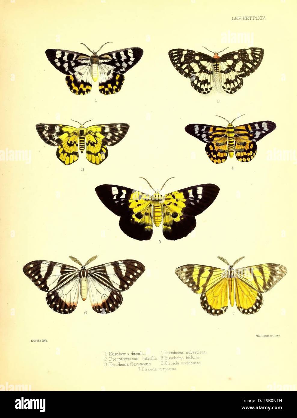 Illustrations, of, typical, specimens, of, Lepidoptera, Heterocera, in ...
