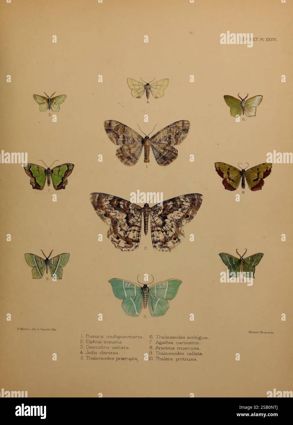 Illustrations, of, typical, specimens, of, Lepidoptera, Heterocera, in ...