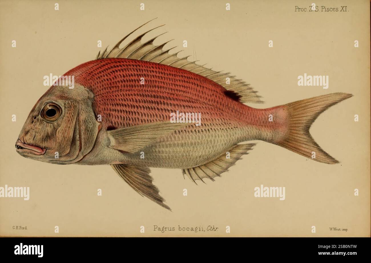 Dorsal fin arches elegantly hi-res stock photography and images - Alamy