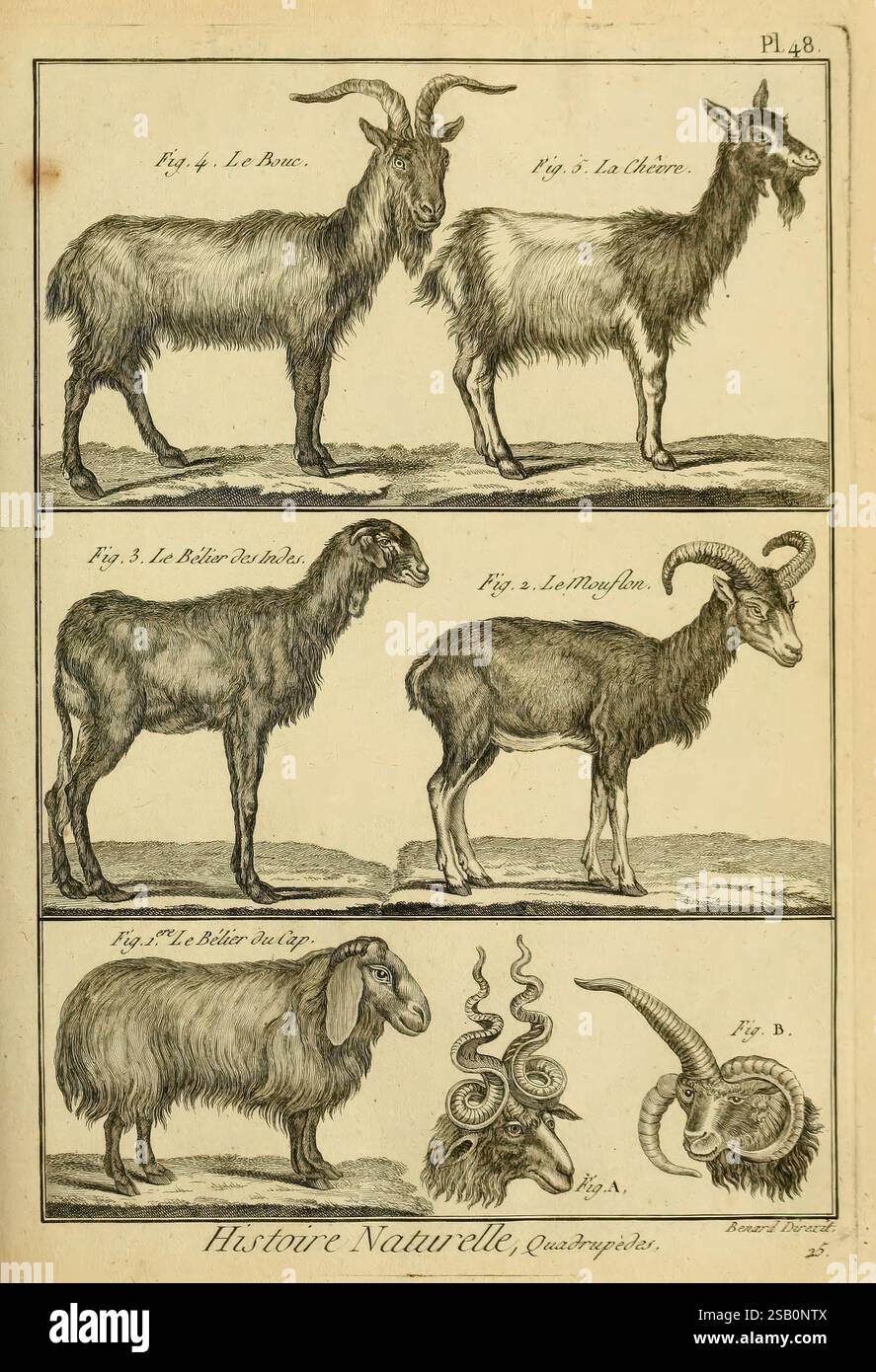 Mammalogie, ou, Description des espèces de mammifères A Paris, Chez Mme ...