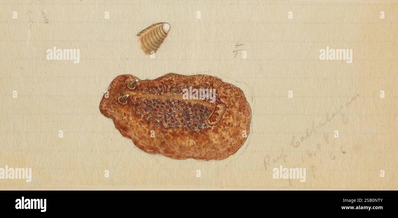 Notes Description Specimens Collected Philippine Expedition Steamer ...