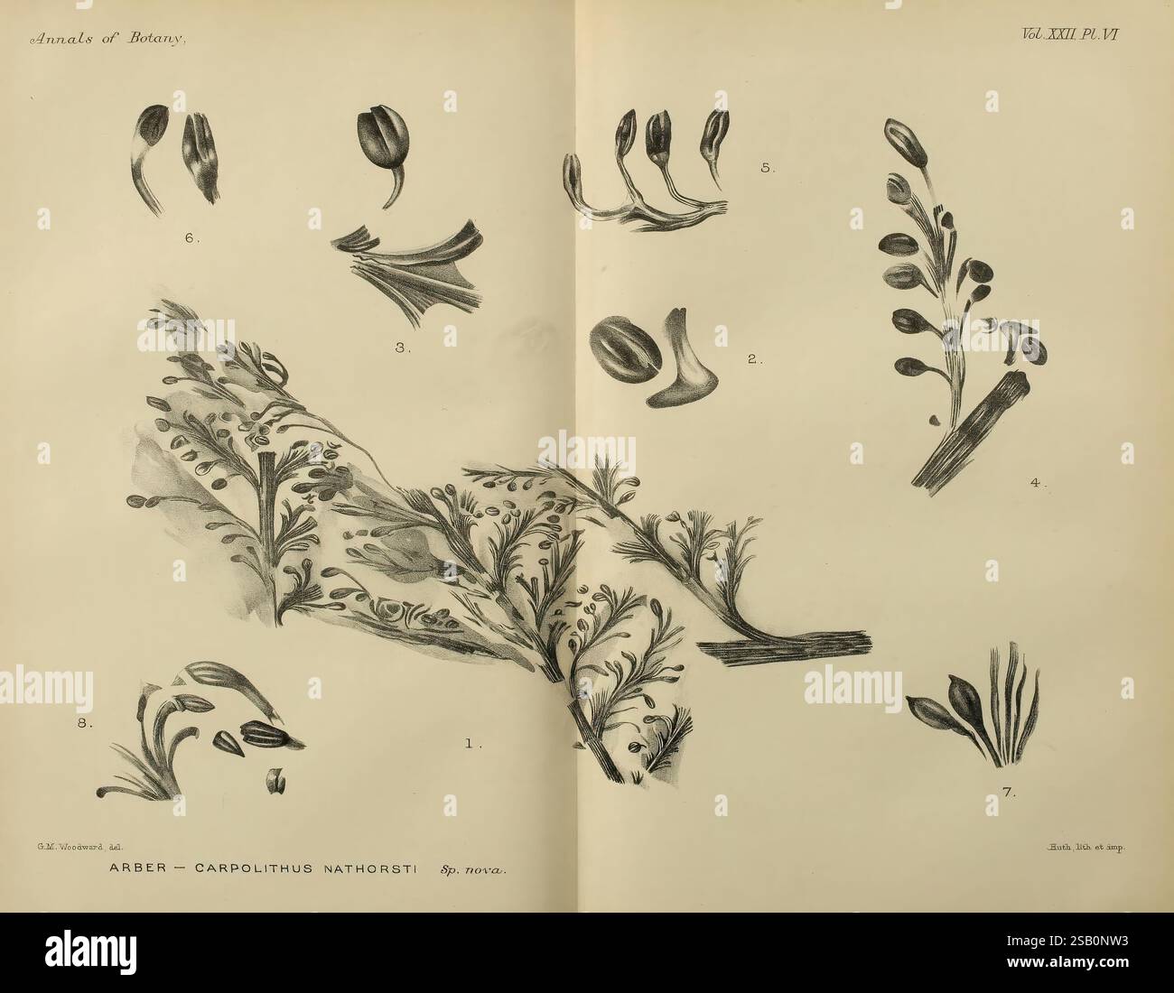 Annals of Botany London Botany Periodicals Plants, This illustration ...