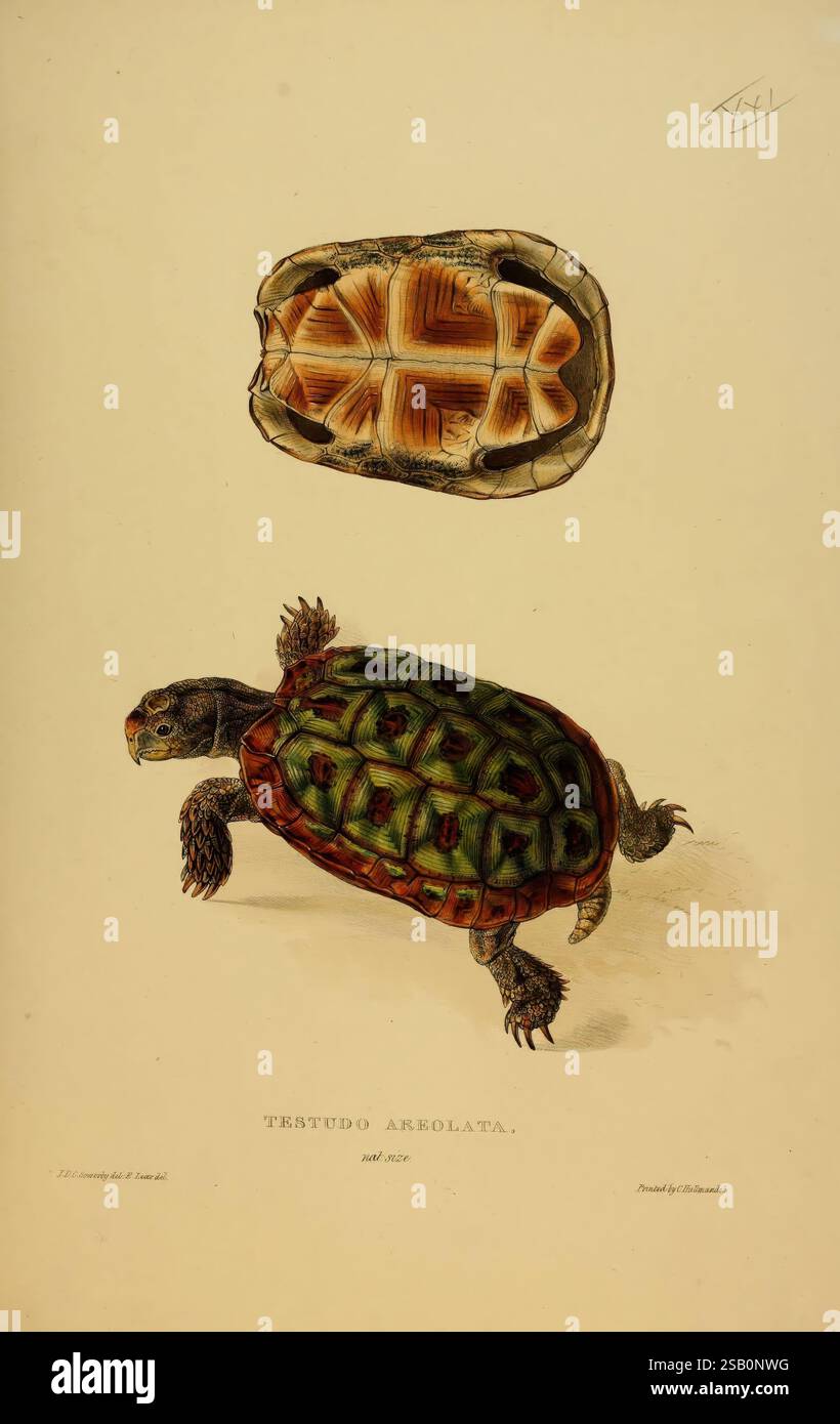 Tortoises, terrapins, and turtles London, Paris, and Frankfurt, H ...