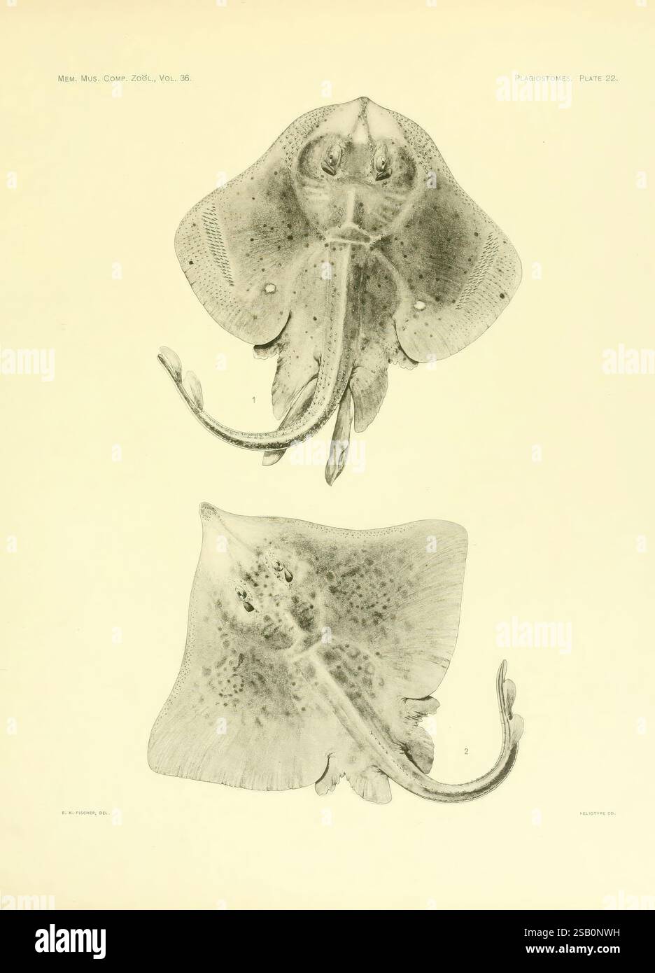 The Plagiostomia Sharks Skates And Rays Cambridge U.S.A. Printed For ...