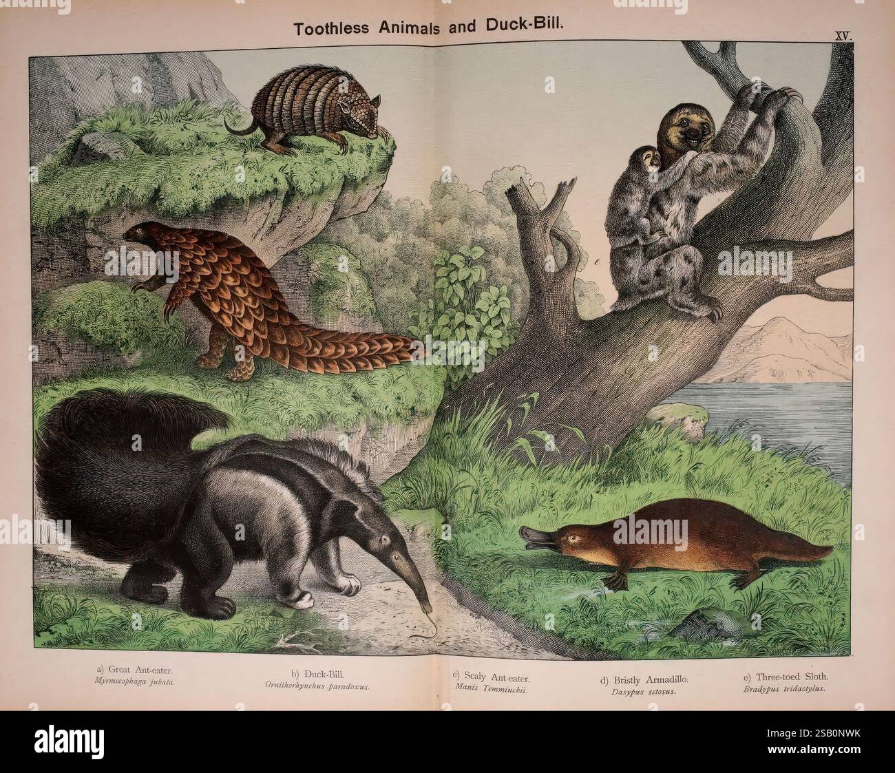 Myrmecophagajubata hi-res stock photography and images - Alamy