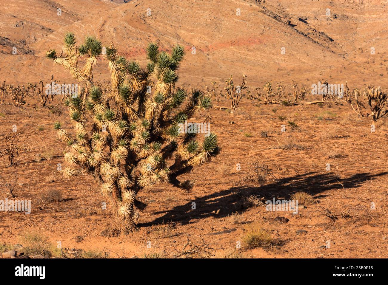 A lone tree stands in a desert landscape. The tree is surrounded by a ...