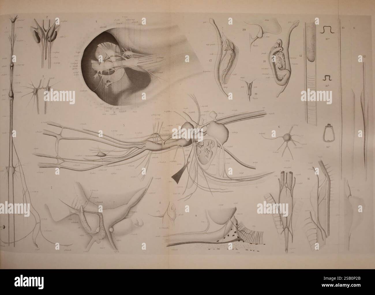 The Cephalopod Atlas 1975 Cephalopoda Chiroteuthis imperator Stock ...