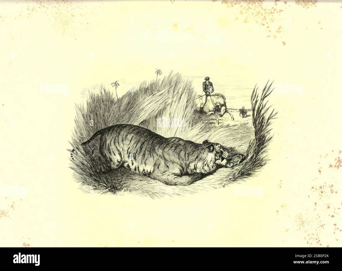 Engravings of lions, tigers, panthers, leopards, dogs, &c. 1853. Animal ...