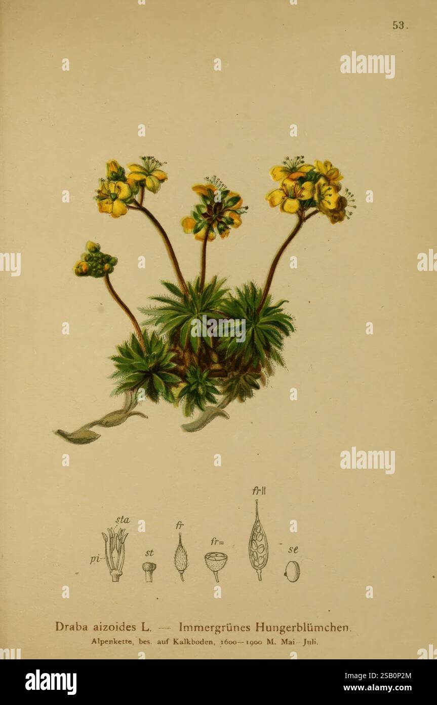 Atlas, der, Alpenflora Wien, 1882, alps, atlases, mountain, plants, the ...
