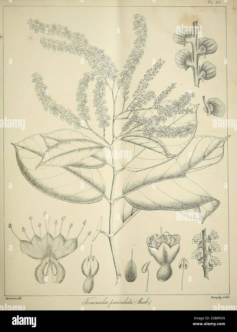 The flora sylvatica for southern India: Madras, 1869-1873, trees, India ...