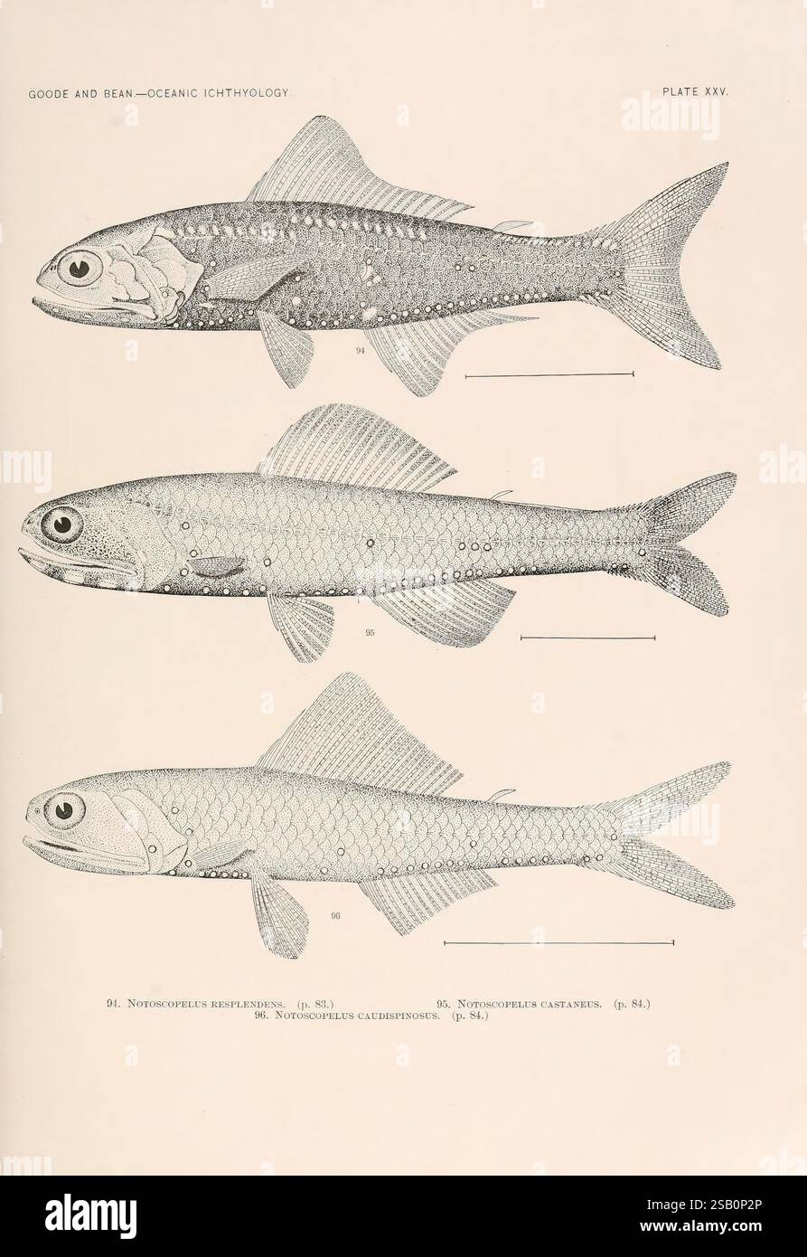 Oceanic, ichthyology, v.22, atlas, Cambridge, U.S.A, 1896, Atlantic ...