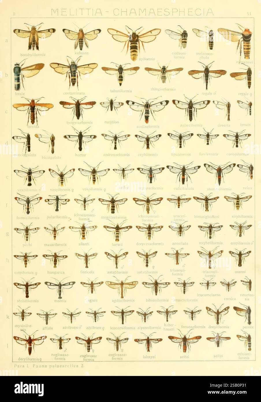 Die Gross-Schmetterlinge der Erde, Stuttgart, Alfred Kernen, 1909 ...