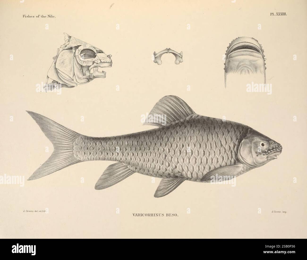 The fishes of the Nile. London, Pub. for the Egyptian government by H ...