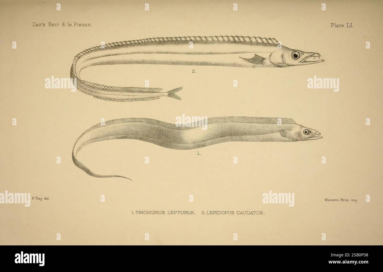 Norgate 1880 1884 great britain fishes pictorial works hi-res stock ...