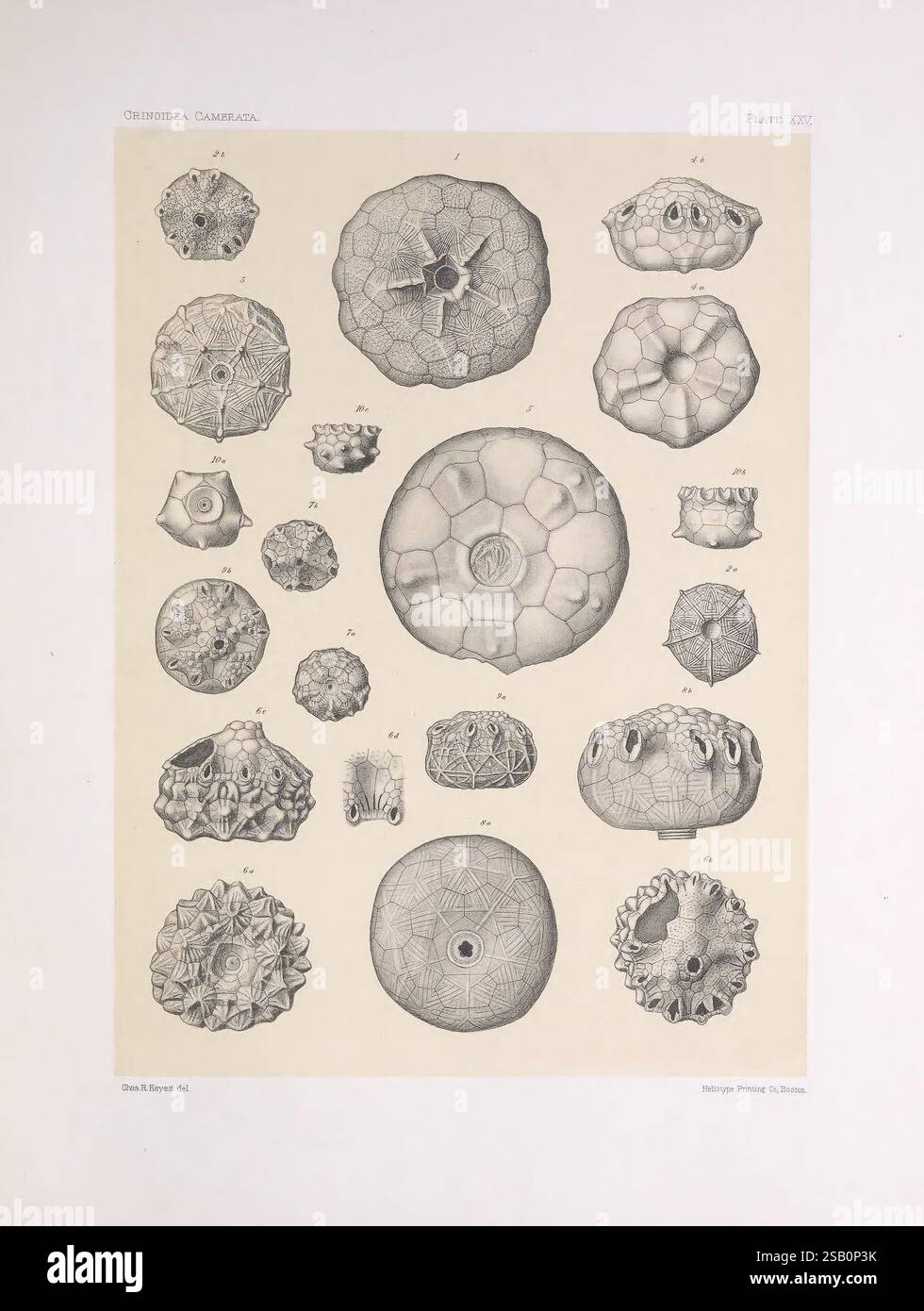 The, North, American, Crinoidea, Camerata, Cambridge, U.S.A, Printed ...