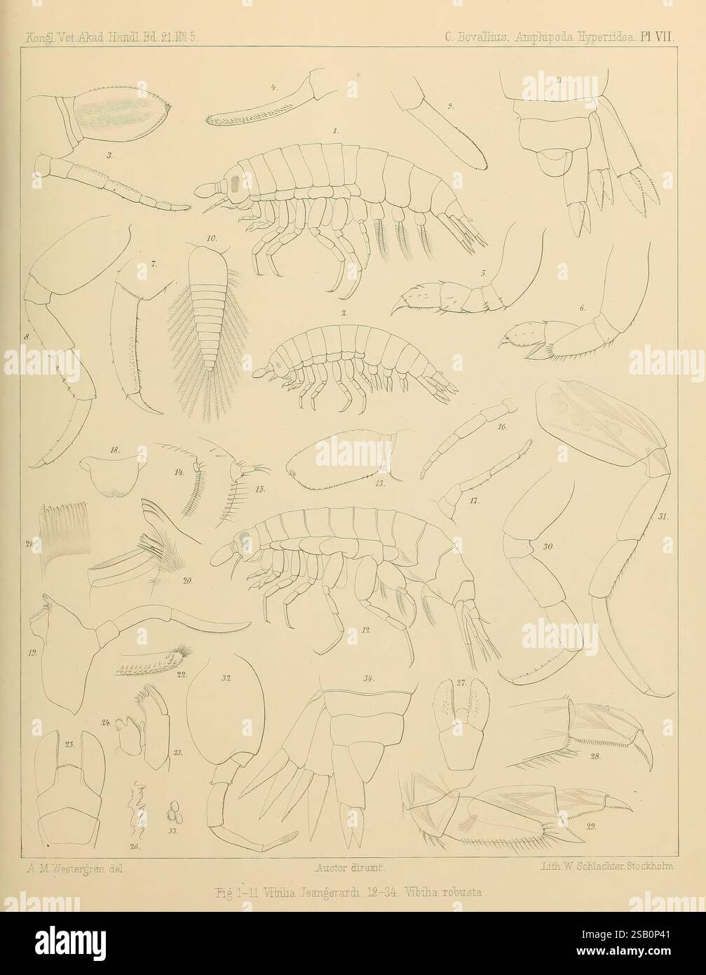 Contributions to a Monograph of the Amphipoda Hyperiidea, 1887-89 ...