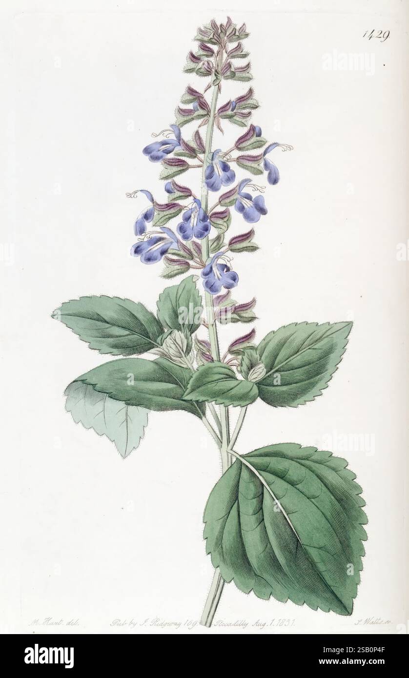 1829 1847 1829 19th century botany copper hi-res stock photography and ...