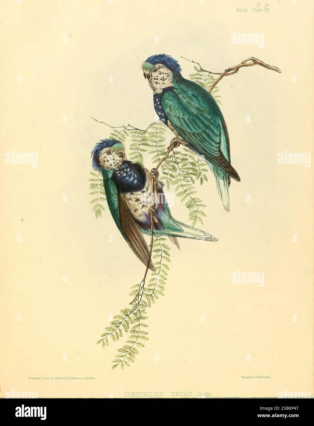 Coryphilus dryas hi-res stock photography and images - Alamy