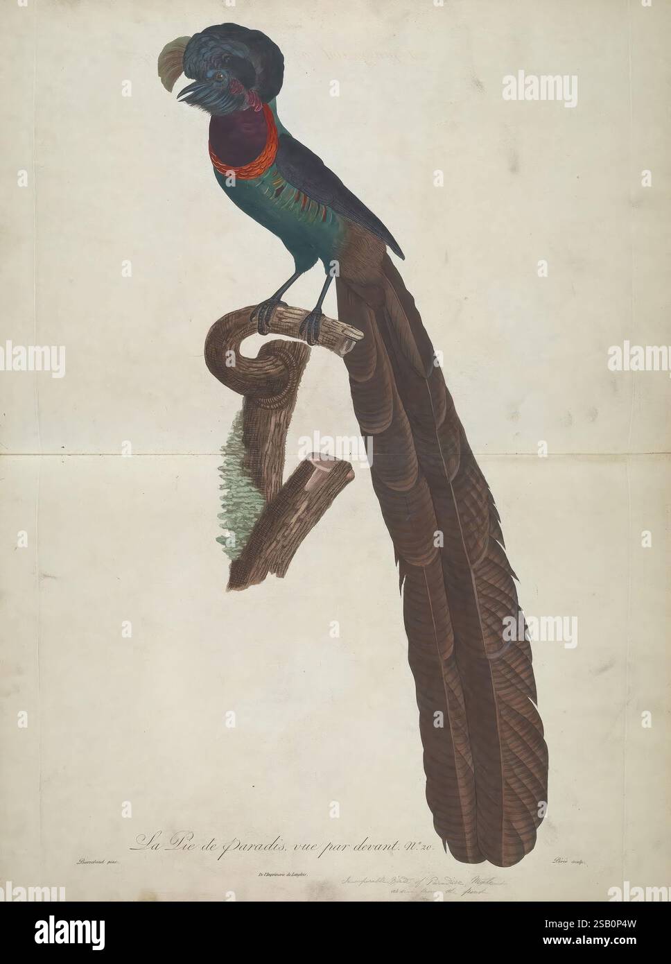 Histoire naturelle des oiseaux de paradis et des rolliers, Paris, Chez ...