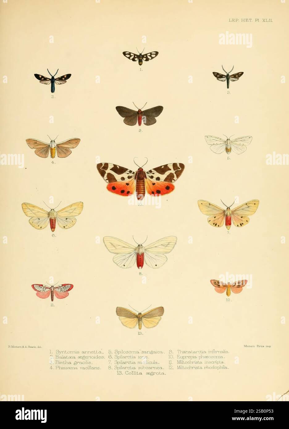 Illustrations of typical specimens of Lepidoptera Heterocera in the ...
