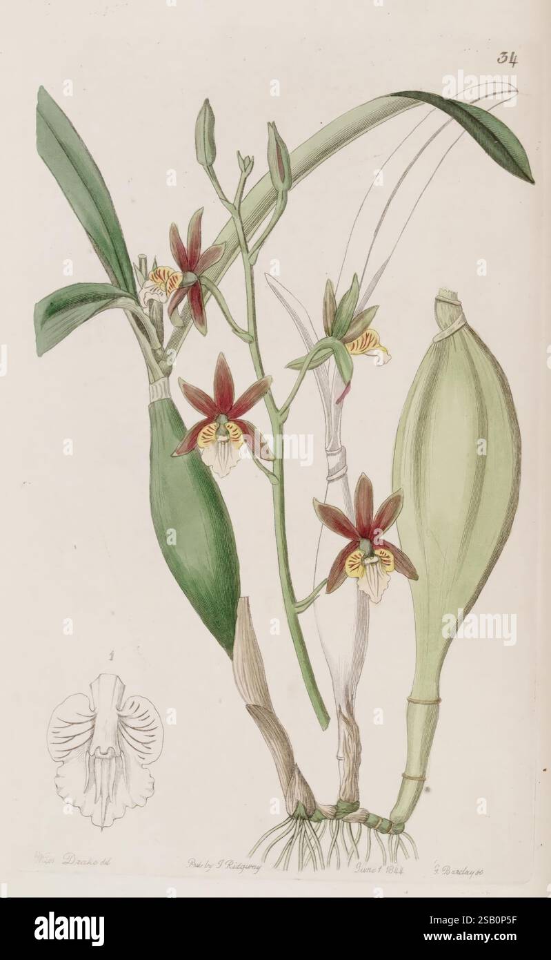 Edwards's botanical register London James Ridgway 1829-1847 1829 19th ...