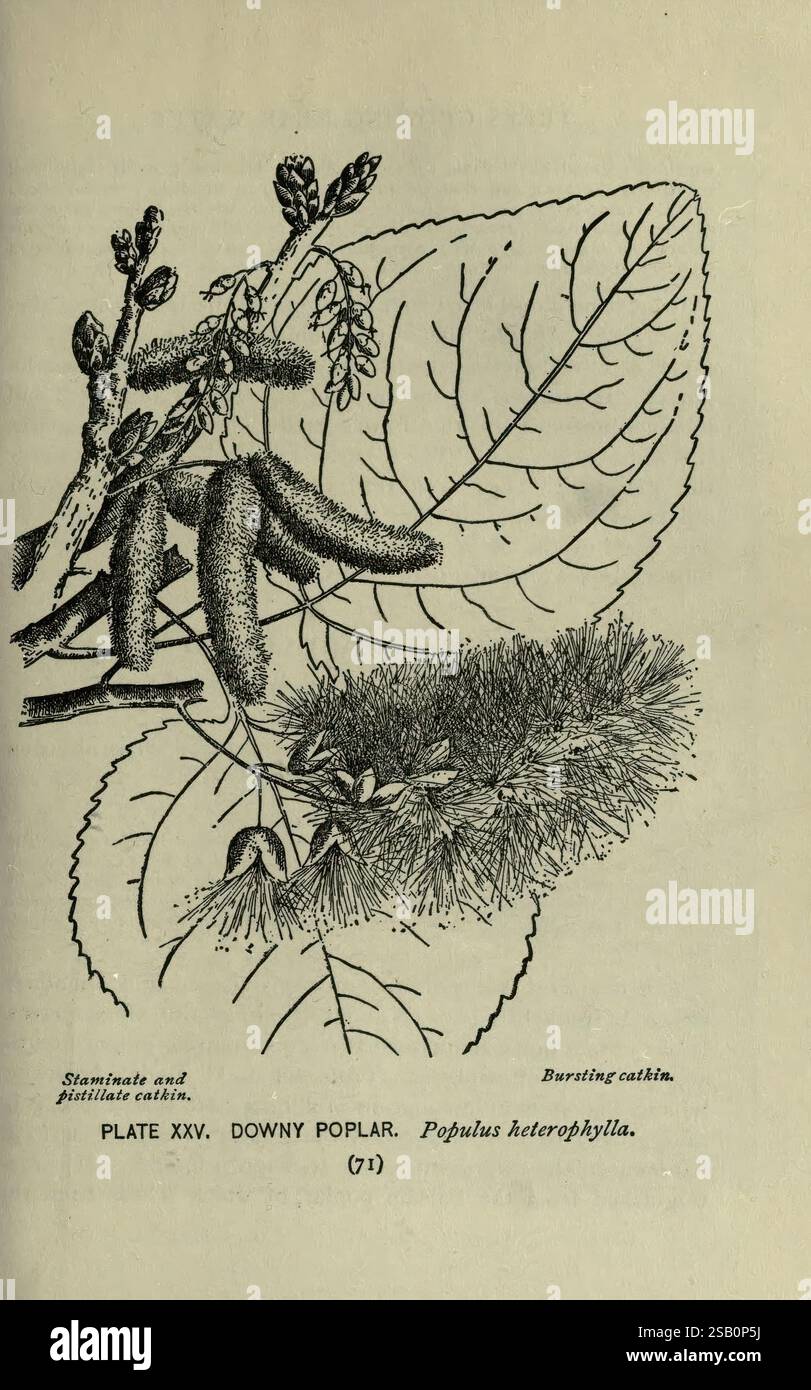 A guide to the trees New York F.A. Stokes [c1900] trees United States ...