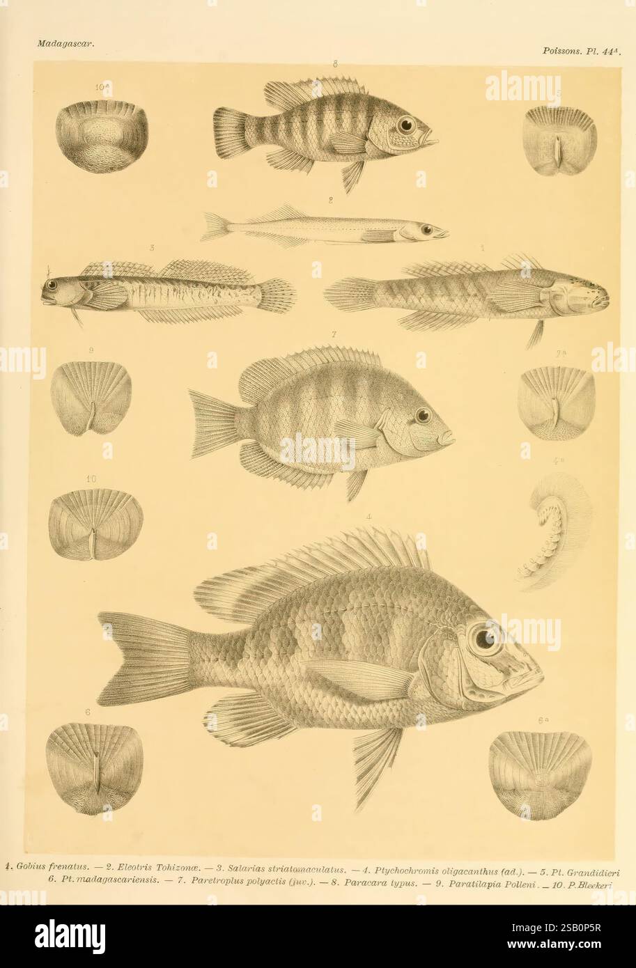 Histoire physique naturelle et politique de Madagascar Paris Impr ...