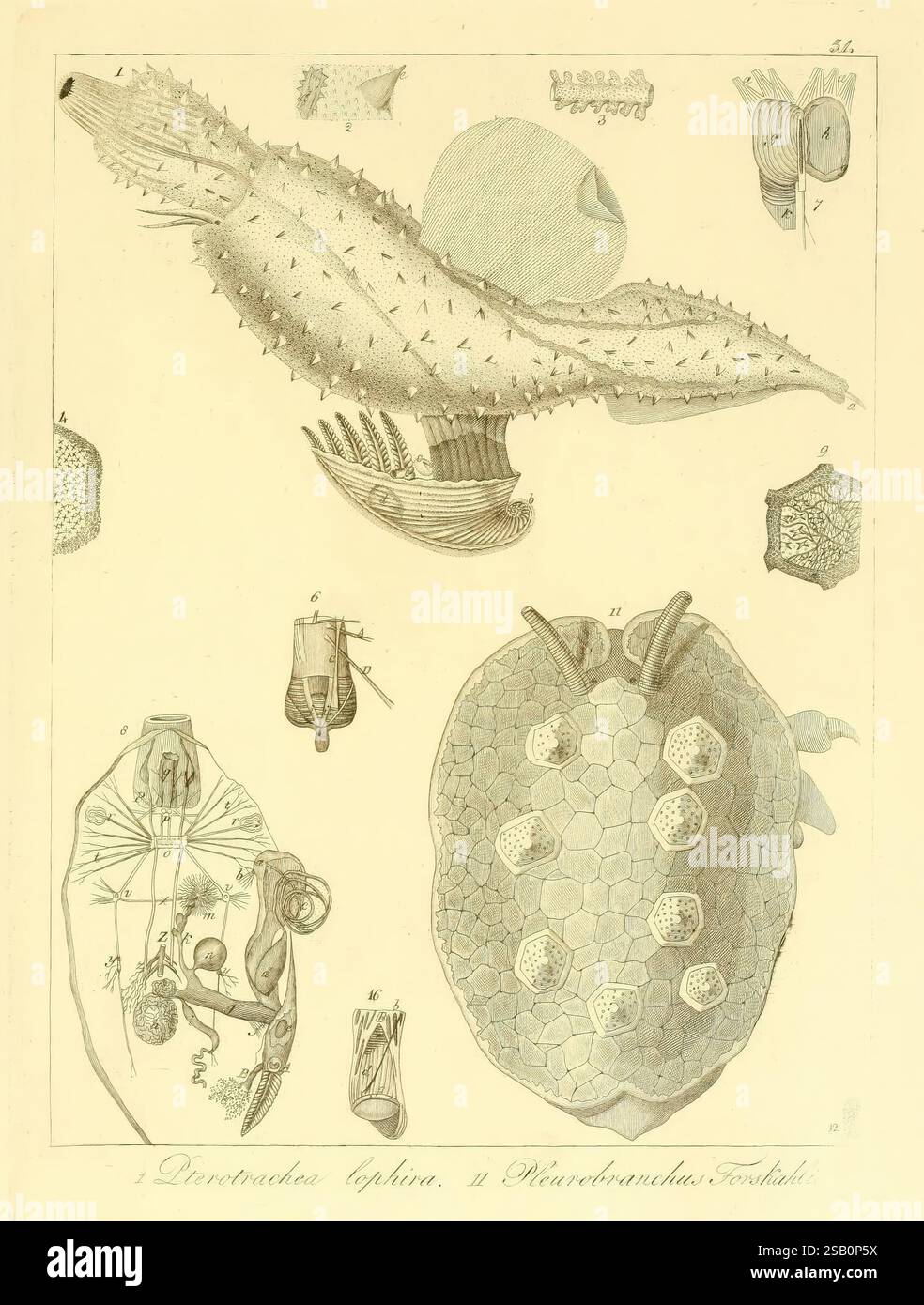 Descrizione e anatomia degli animali invertebrati della sicilia hi-res ...