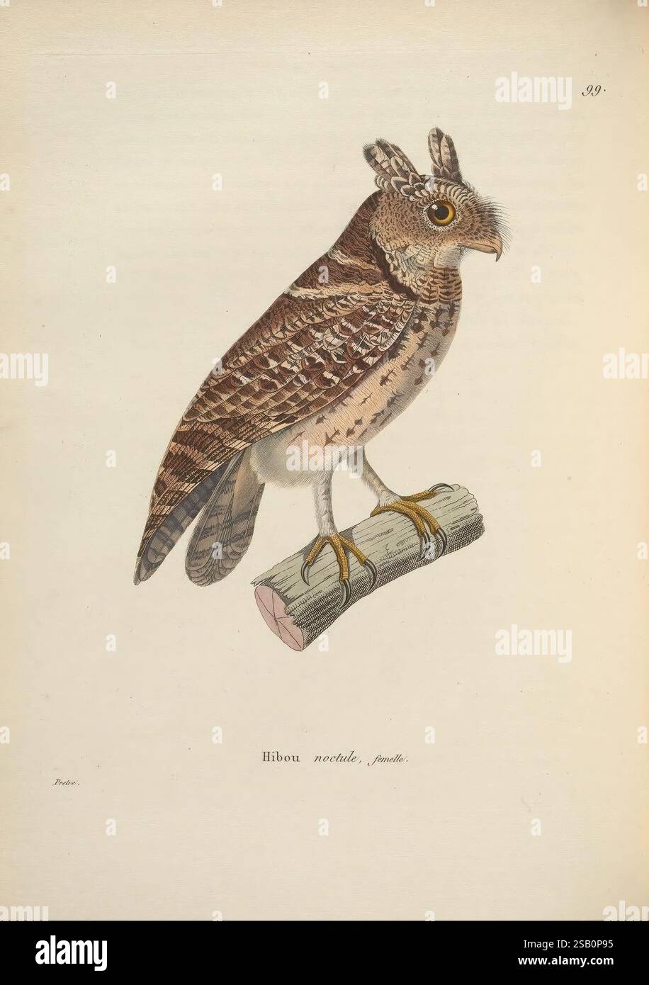 1838 birds pictorial works strix hi-res stock photography and images ...