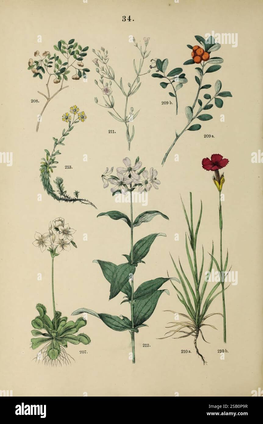 Pflanzen atlas hi-res stock photography and images - Alamy