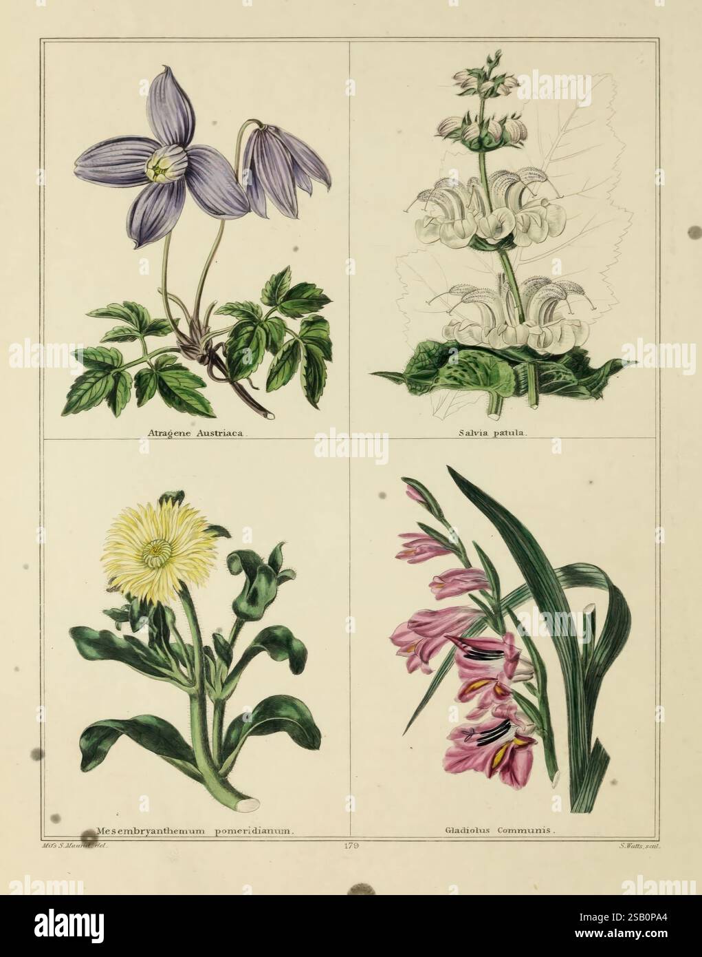 The botanic garden London Simpkin & Marshall 1825 botany floriculture ...