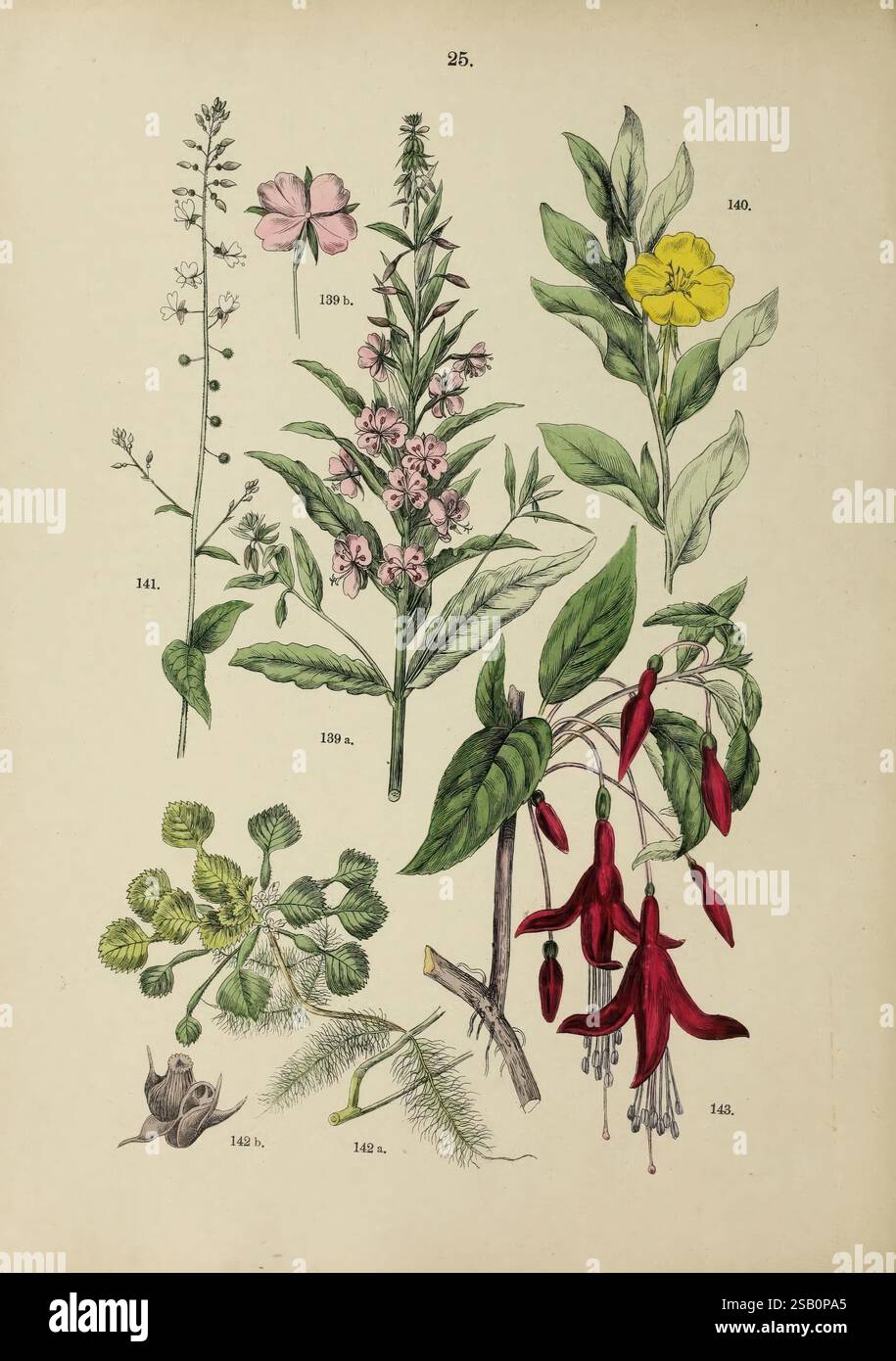 Botany classification germany pictorial works plants hi-res stock ...