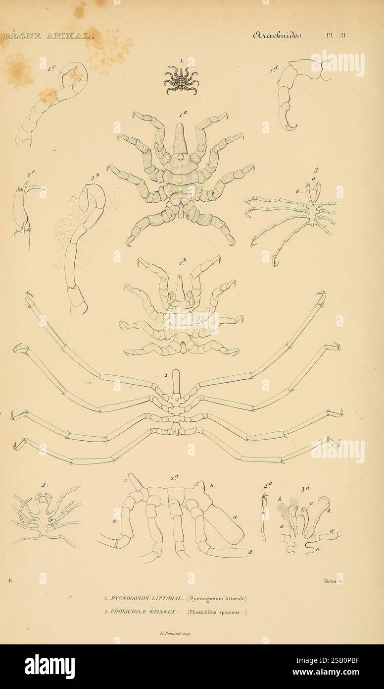 Le règne animal distribué d'après son organisation, Paris, 1836-1849 ...