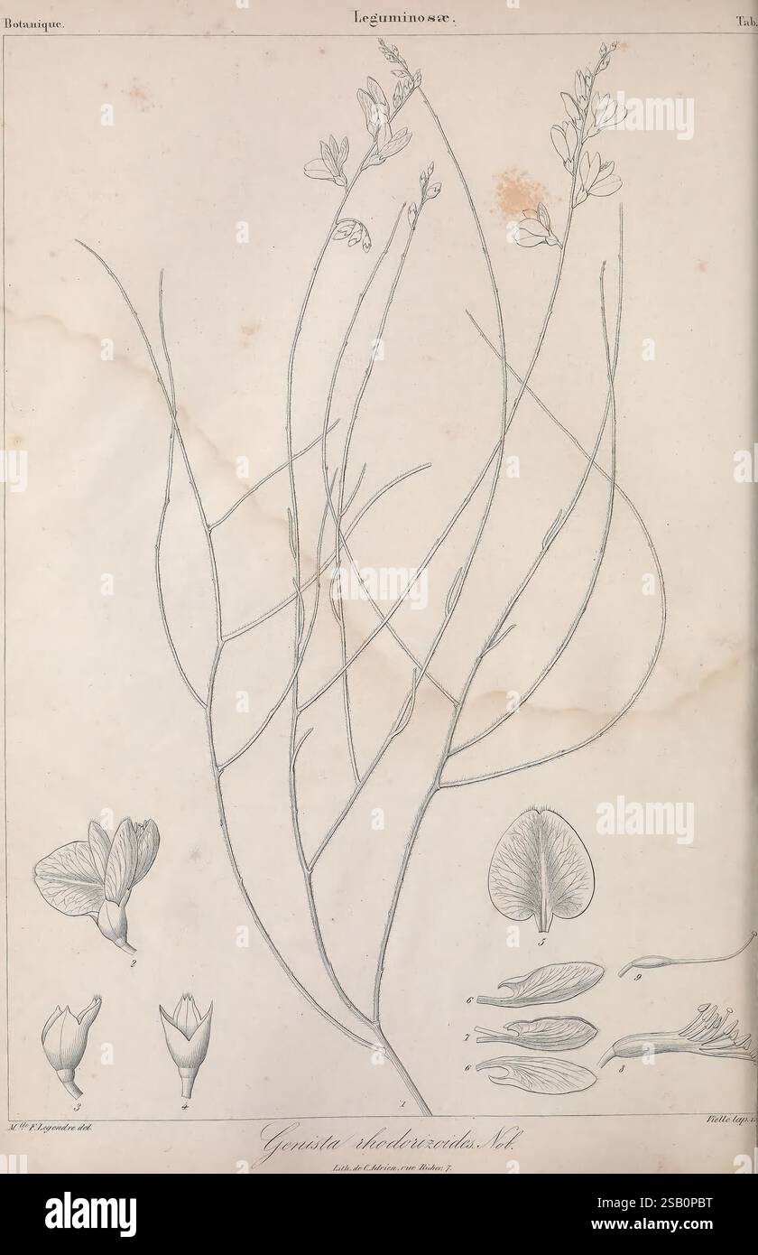 1836 1850 botany canary islands natural history pictorial works hi-res stock photography and ...