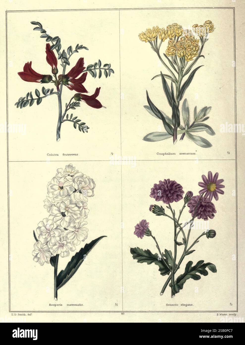 The, botanic, garden, London, Simpkin, &, Marshall, 1825, botany ...