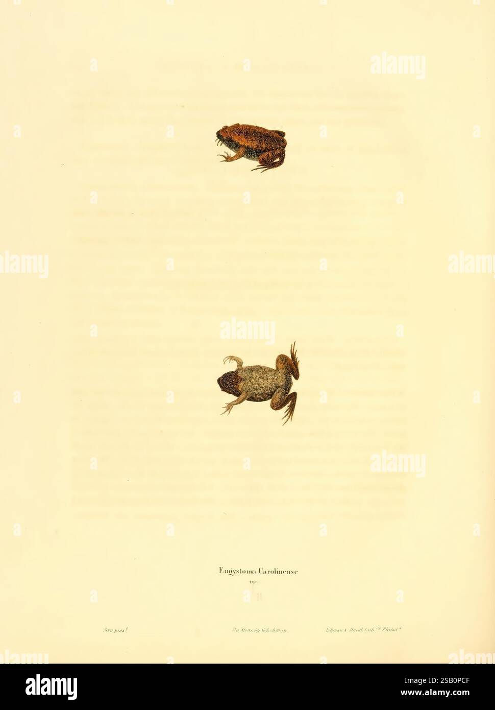 Slightly flattened shape hi-res stock photography and images - Alamy