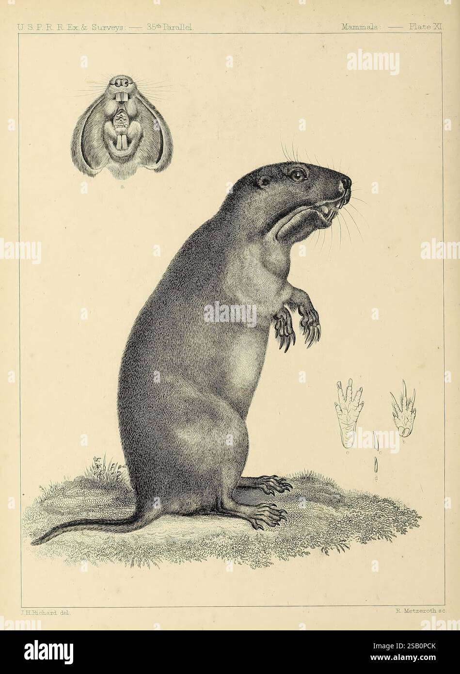Catalogue, North American, mammals, with, drawings, and, proof, of ...